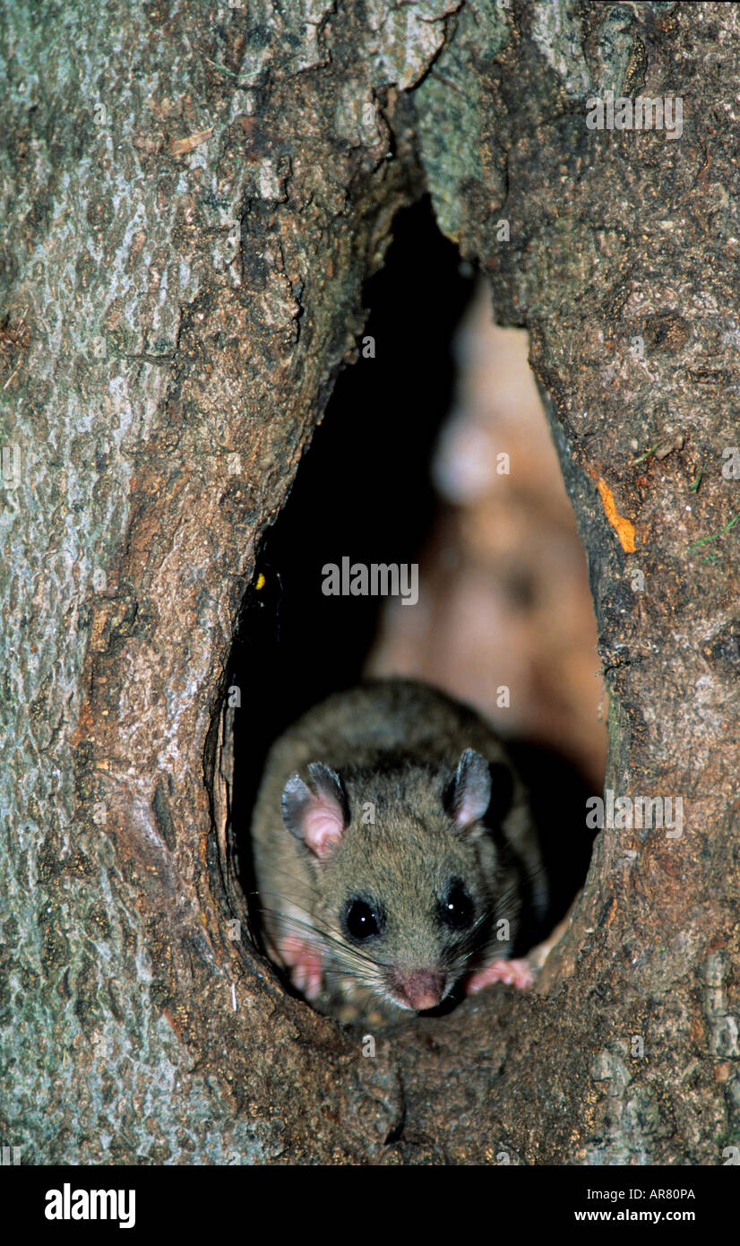 European edible dormouse hi-res stock photography and images - Alamy