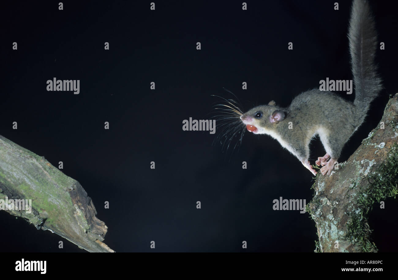 European edible dormouse hi-res stock photography and images - Alamy