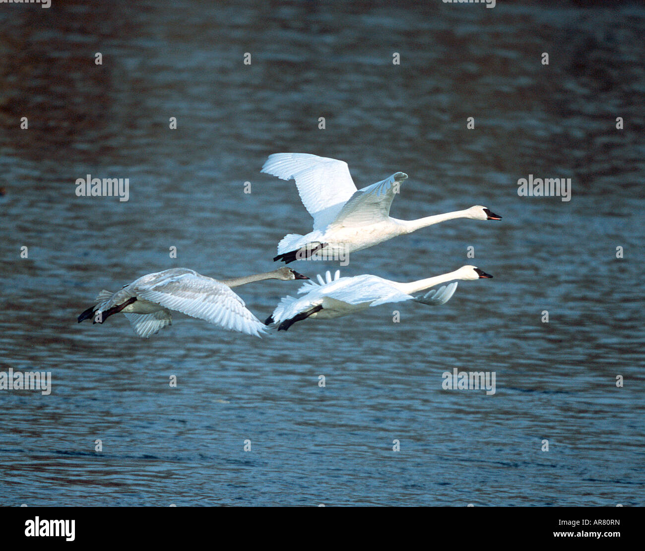 Trumpeter Swans in flight Stock Photo - Alamy