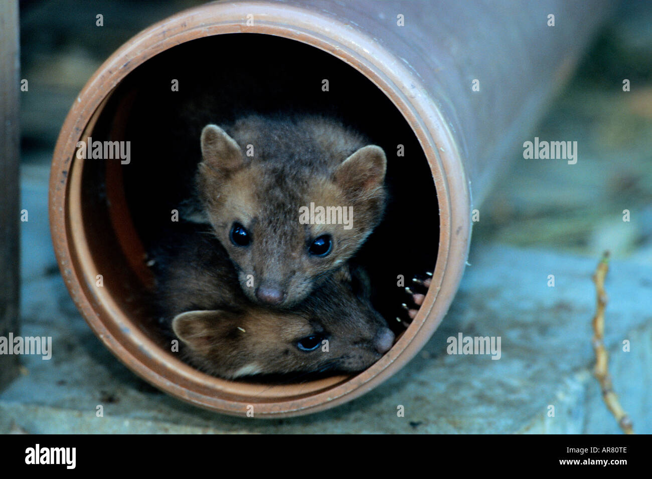 European stone marten, Steinmarder, martes, europe Stock Photo - Alamy