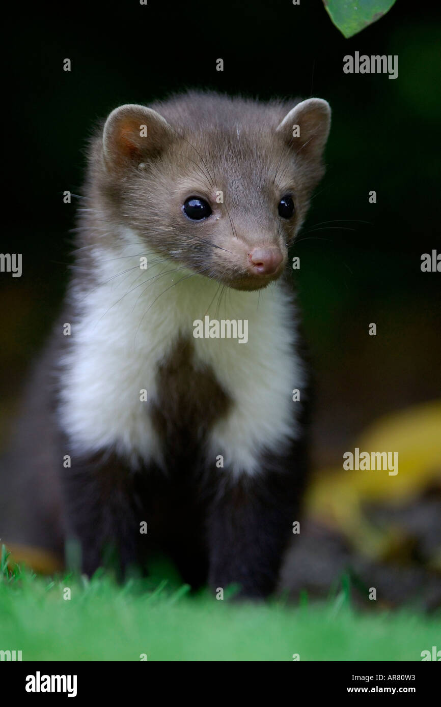 European stone marten, Steinmarder, martes, europe Stock Photo - Alamy