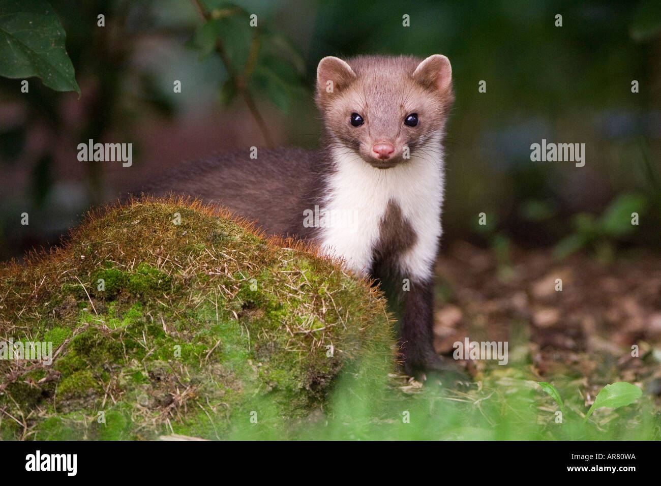 European stone marten, Steinmarder, martes, europe Stock Photo - Alamy