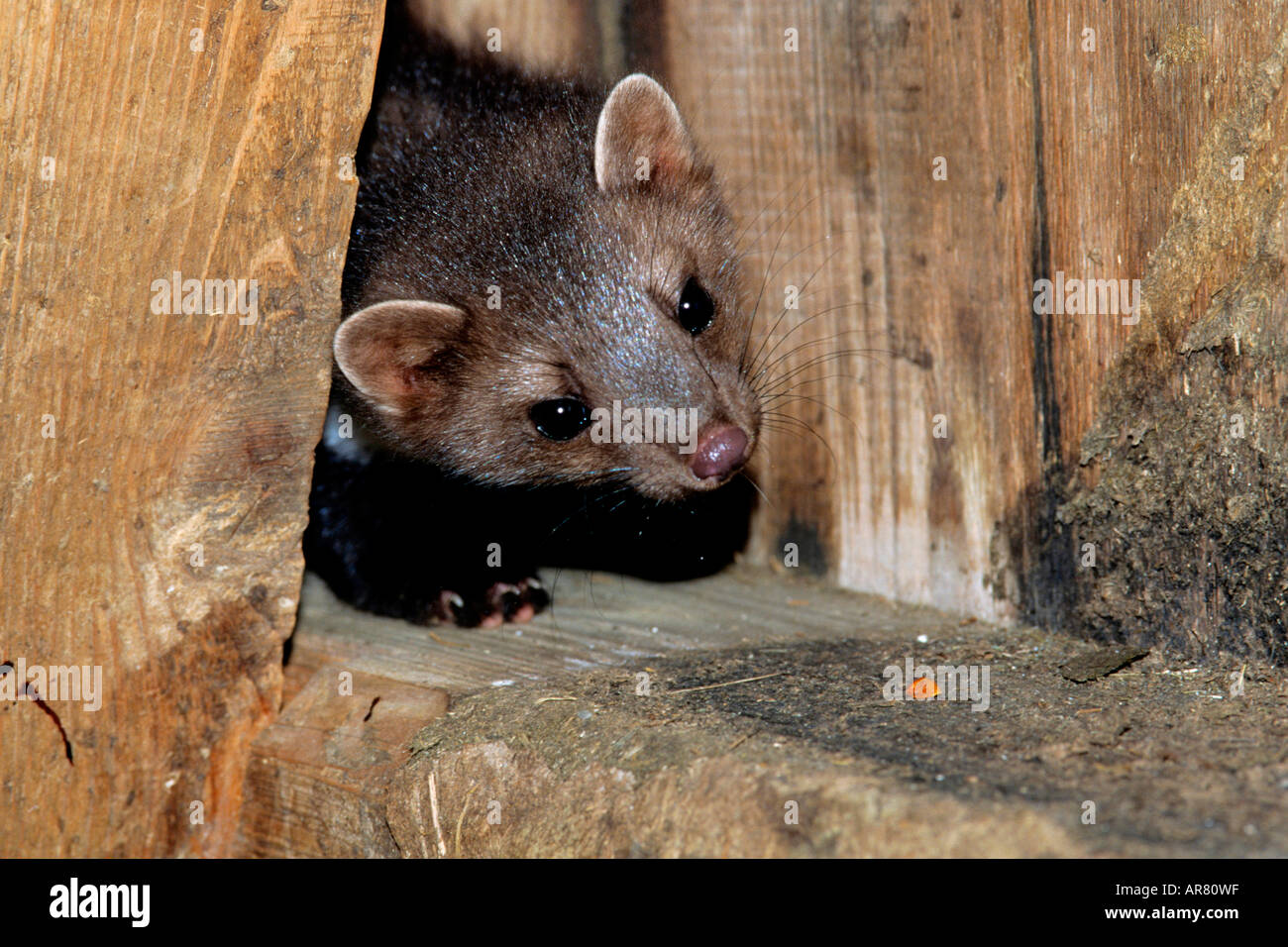 European stone marten, Steinmarder, martes, europe Stock Photo - Alamy