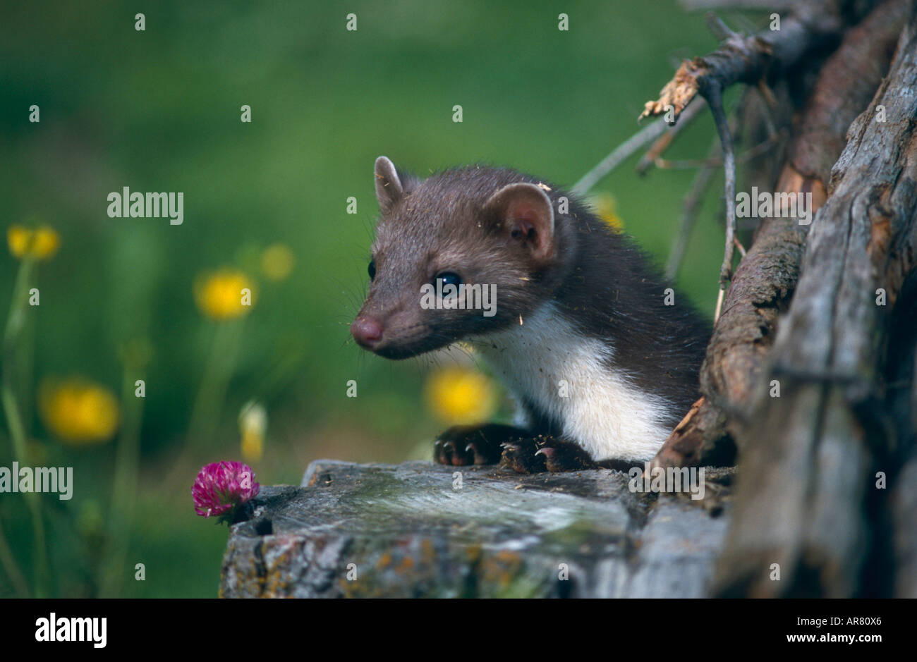 European stone marten, Steinmarder, martes, europe Stock Photo - Alamy
