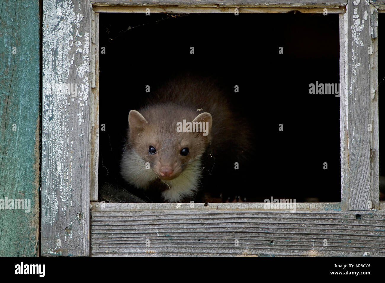 European stone marten, Steinmarder, martes, europe Stock Photo - Alamy