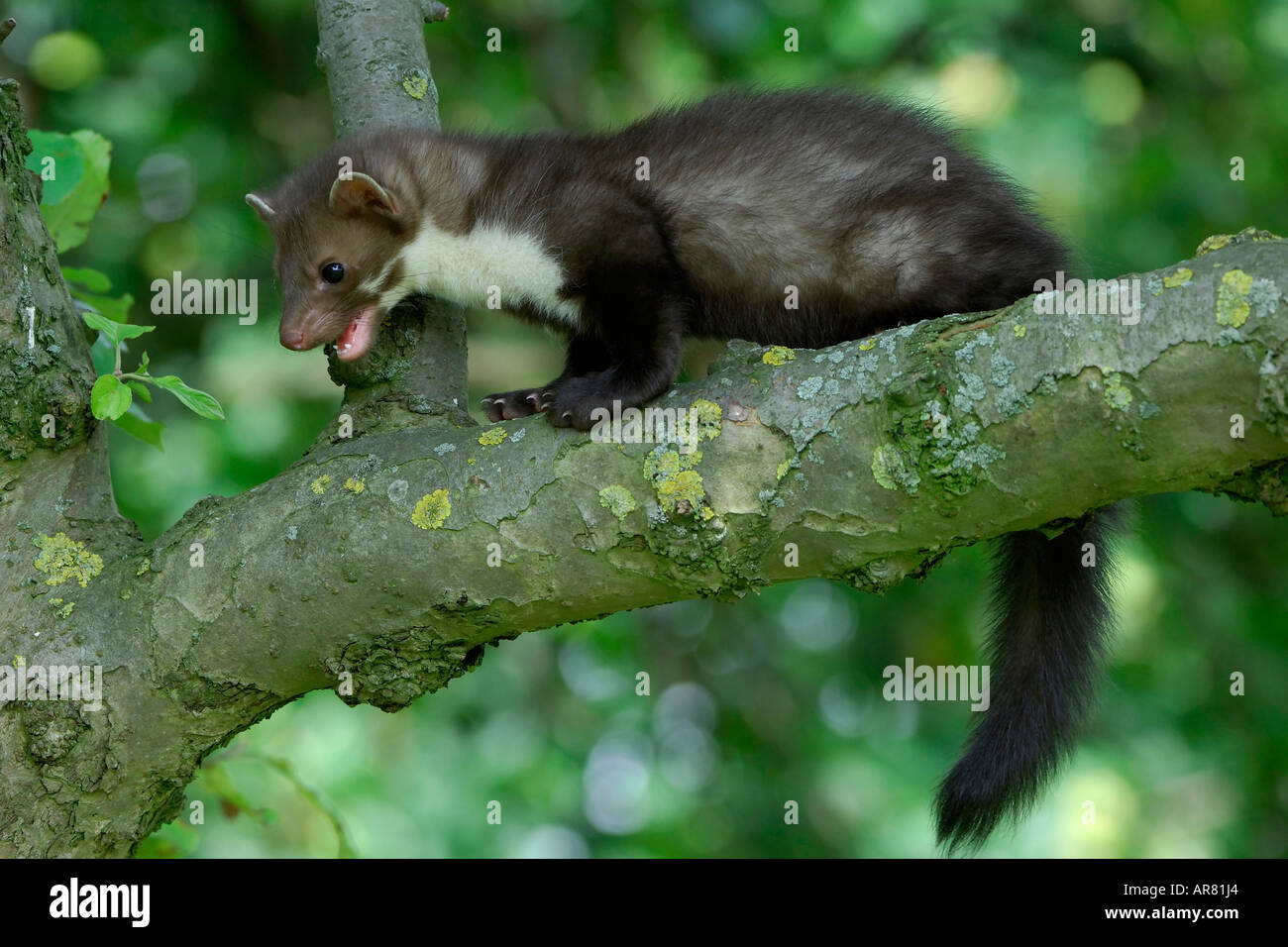 European stone marten, Steinmarder, martes, europe Stock Photo - Alamy