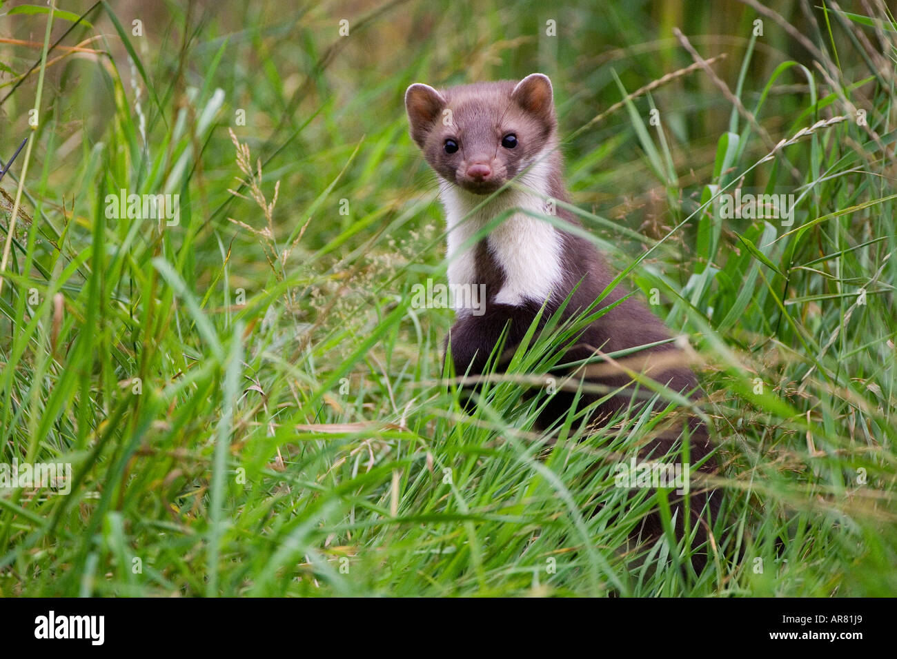 European stone marten, Steinmarder, martes, europe Stock Photo - Alamy