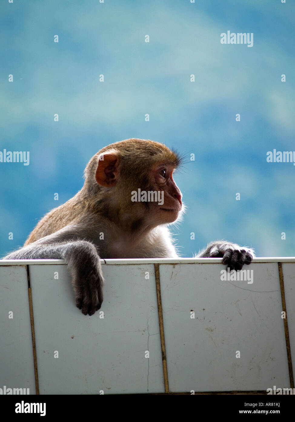 peek a boo monkey peering at the Mount Popa temple in Myanmar Stock ...