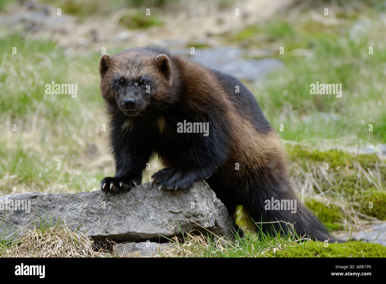 Vielfrass, Wolverine Skanes Djurpark Hoeoer Schweden Stock Photo - Alamy