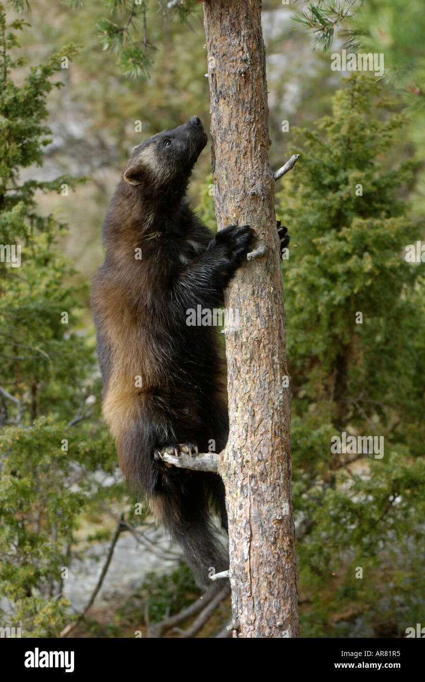 Skanes djurpark hi-res stock photography and images - Alamy