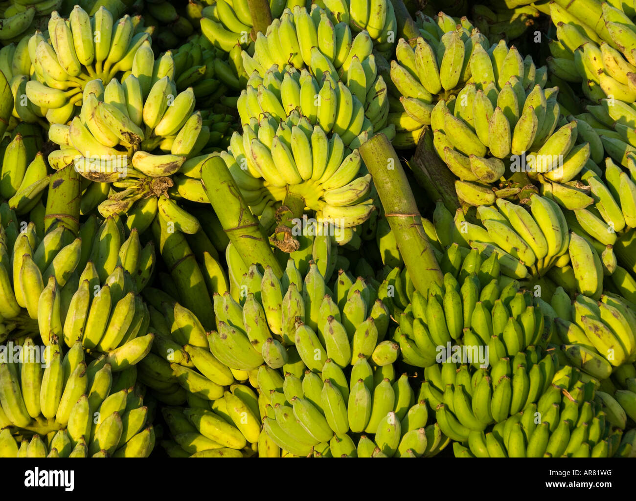 Bananas india hi-res stock photography and images - Alamy