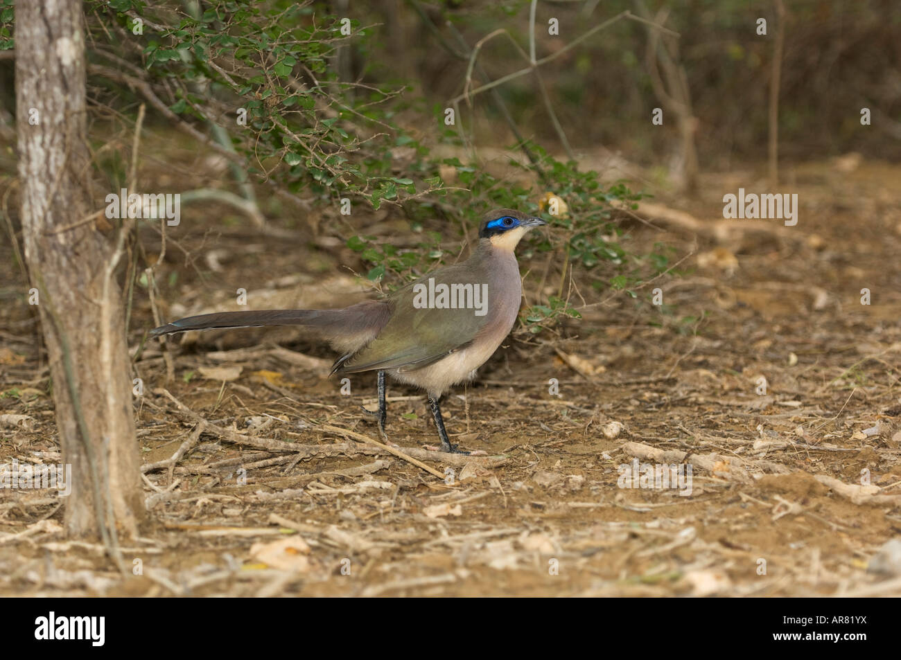 Running coua, Coua cursor, Arboretum d'Antsokay, Toliara, Madagascar ...