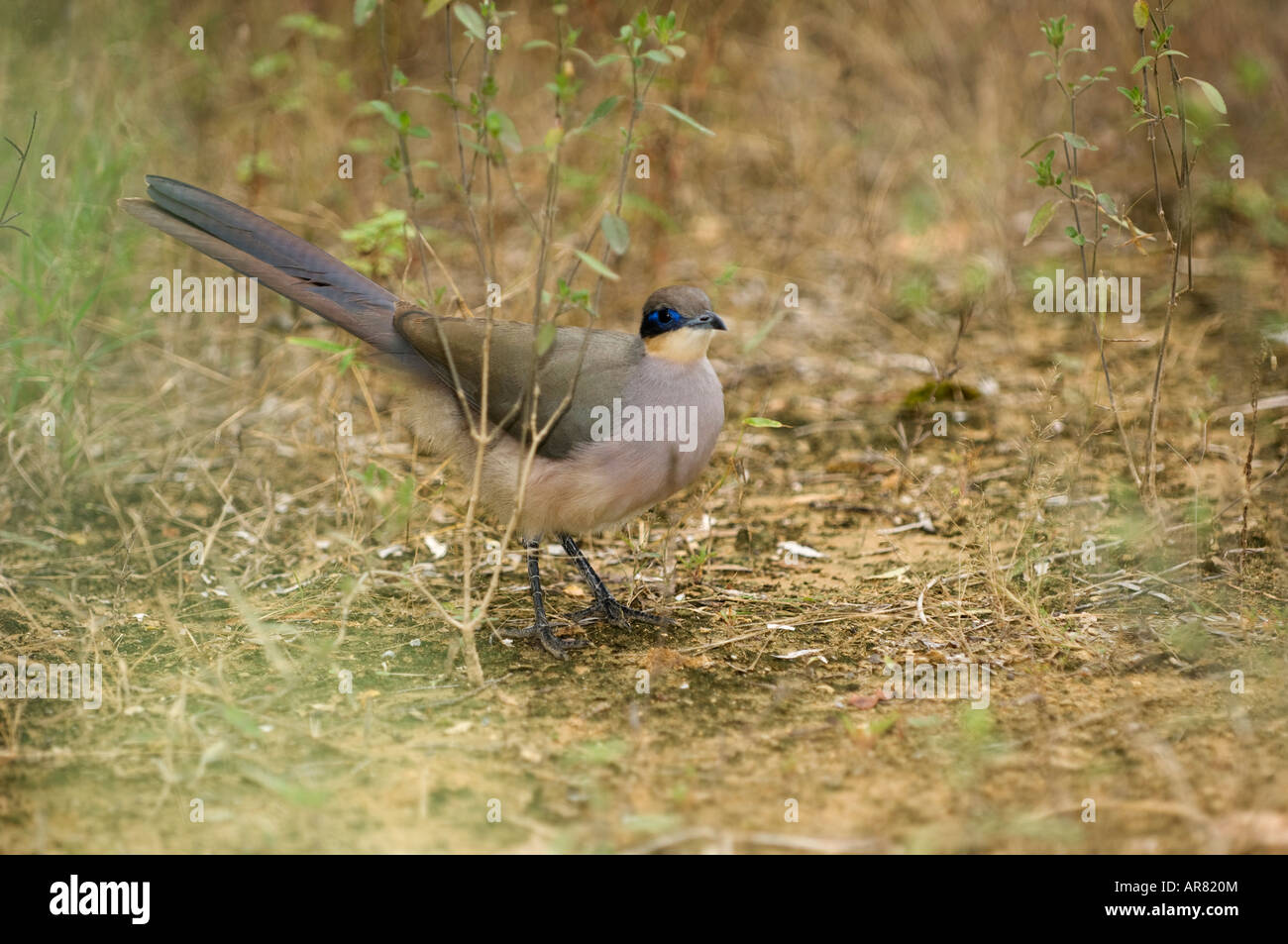 Running coua, Coua cursor, Arboretum d'Antsokay, Toliara, Madagascar ...