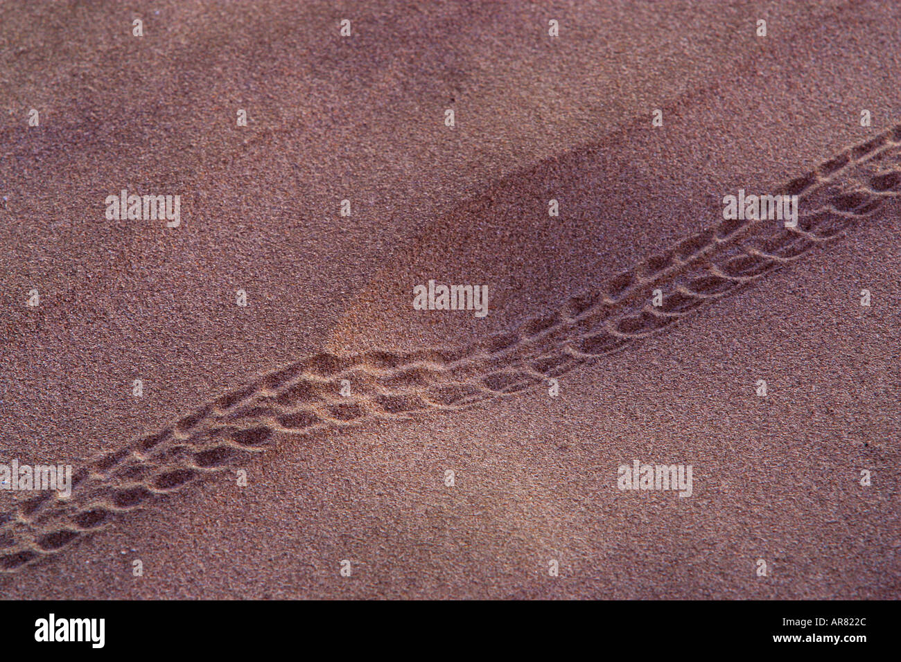 Tracks left in sand by hermit crab Stock Photo - Alamy