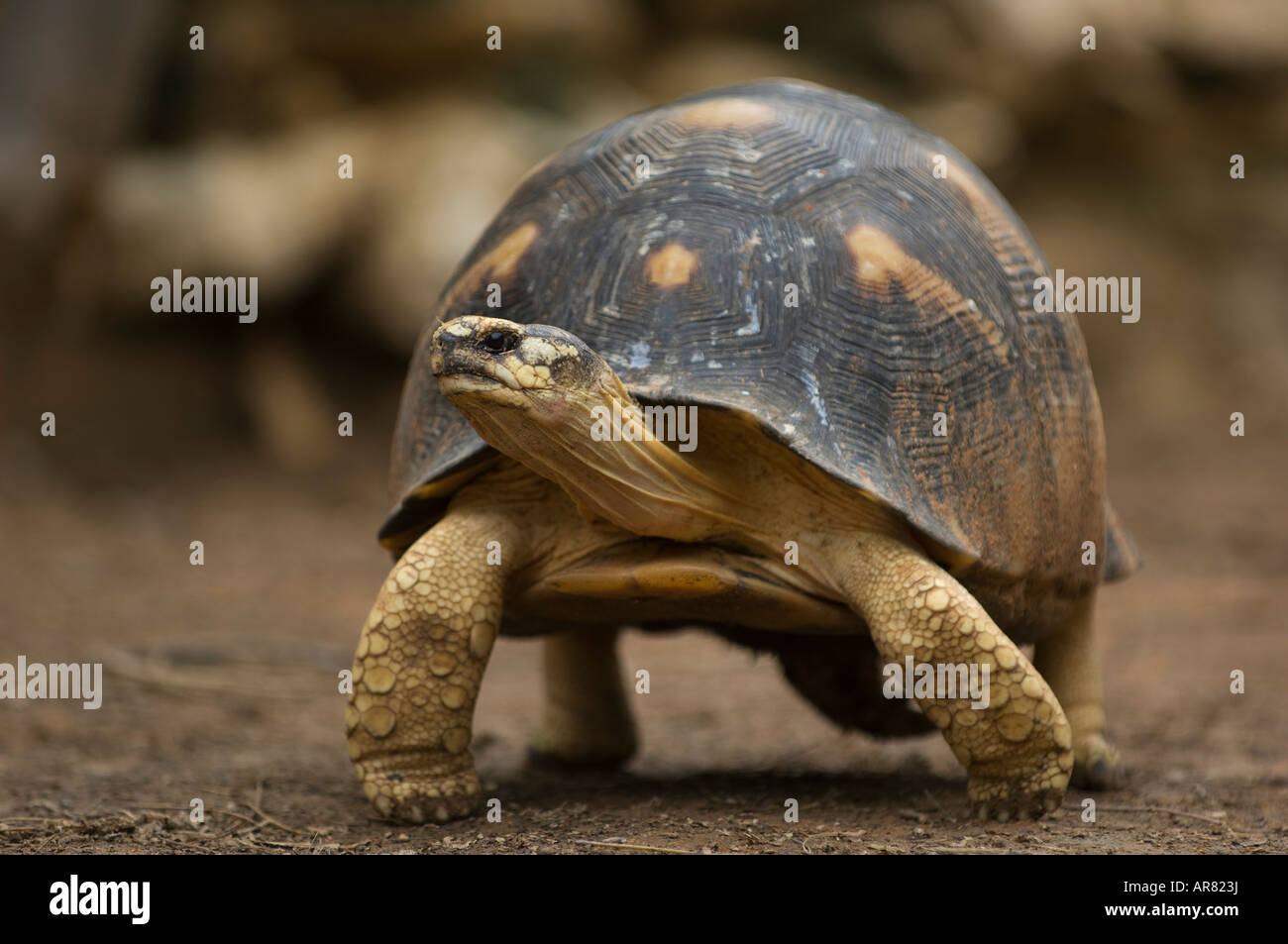 Madagascar radiated tortoise geochelone radiata hi-res stock ...
