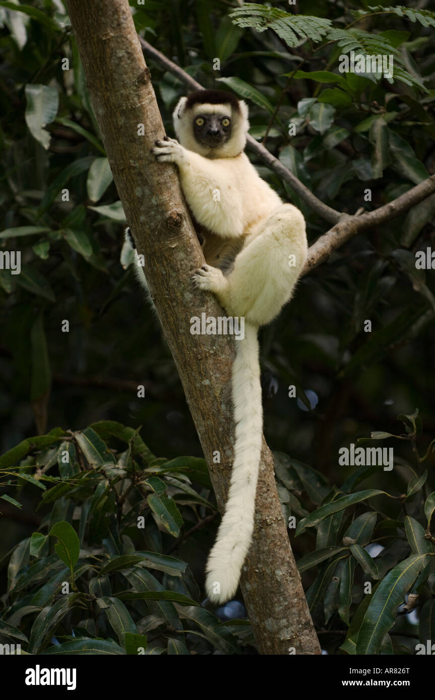 Verreaux's sifaka, Propithecus verreauxi, Réserve de Nahampoana ...