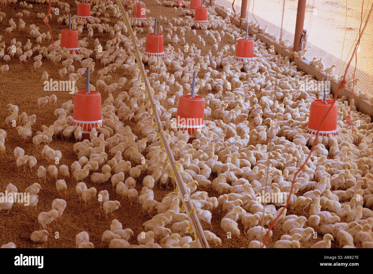 Chicks at poultry farm Calcutta now Kolkata West Bengal India Stock ...