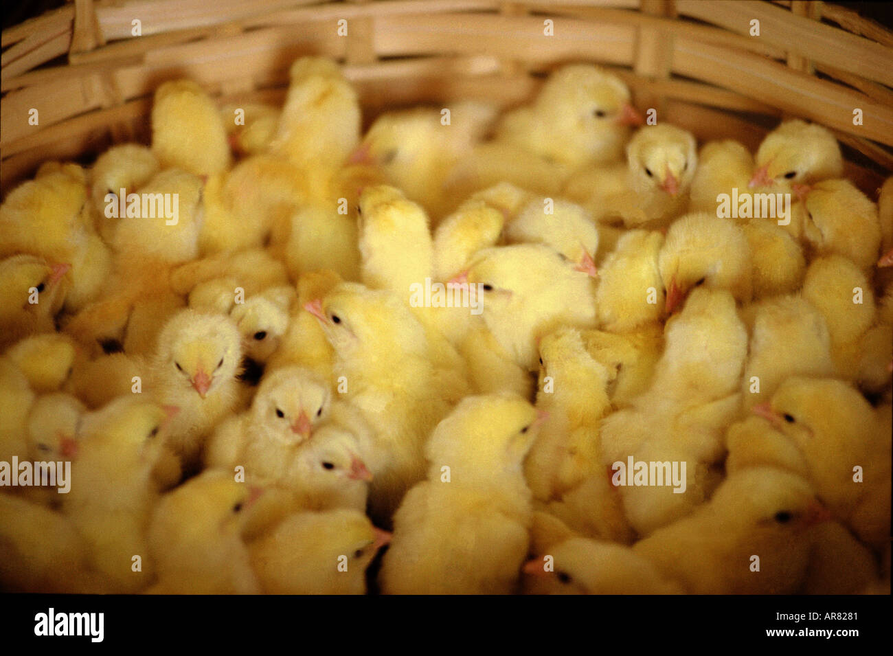 Group of chicks hi-res stock photography and images - Alamy