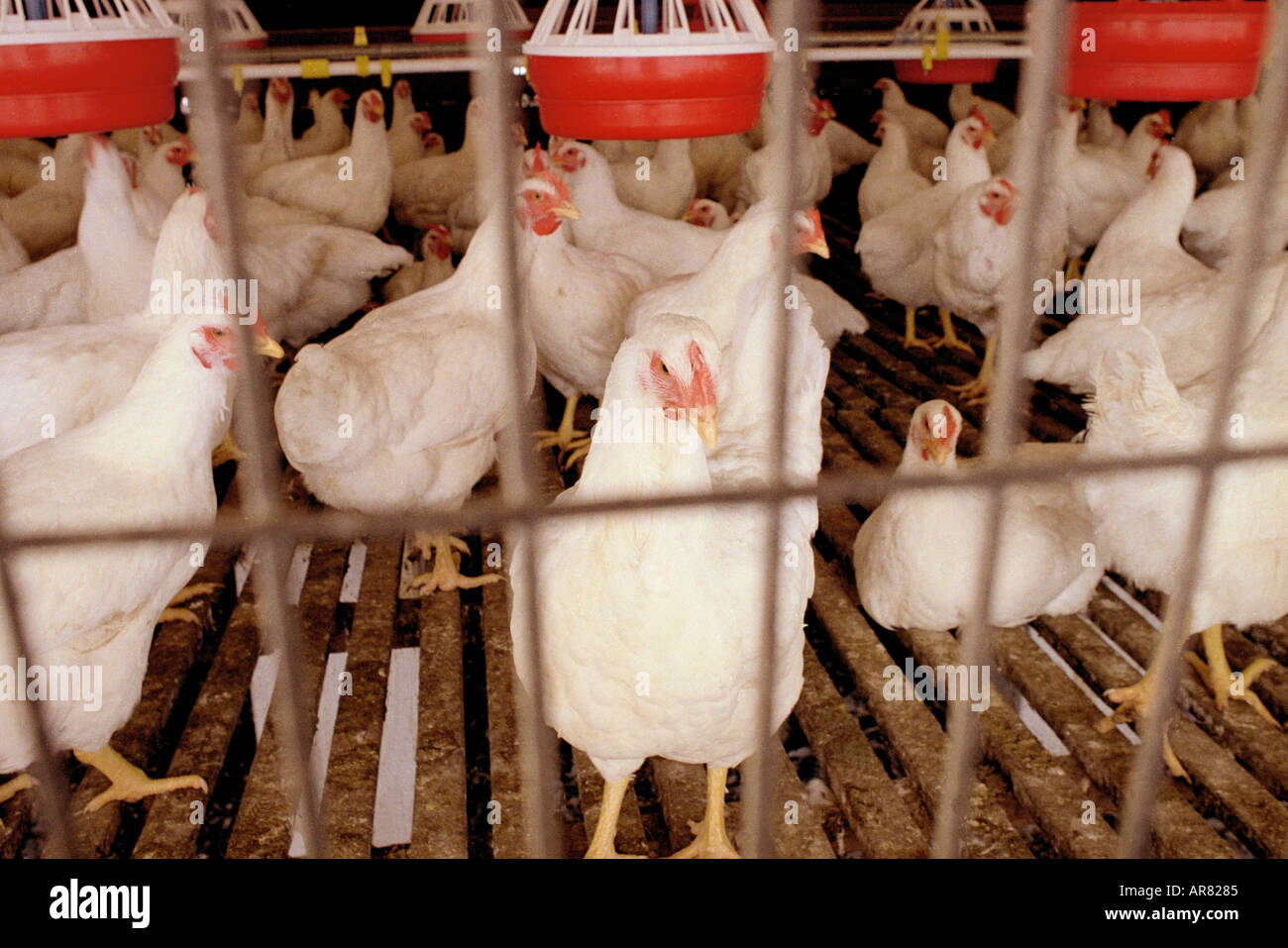 Poultry farm Calcutta now Kolkata West Bengal India Stock Photo - Alamy