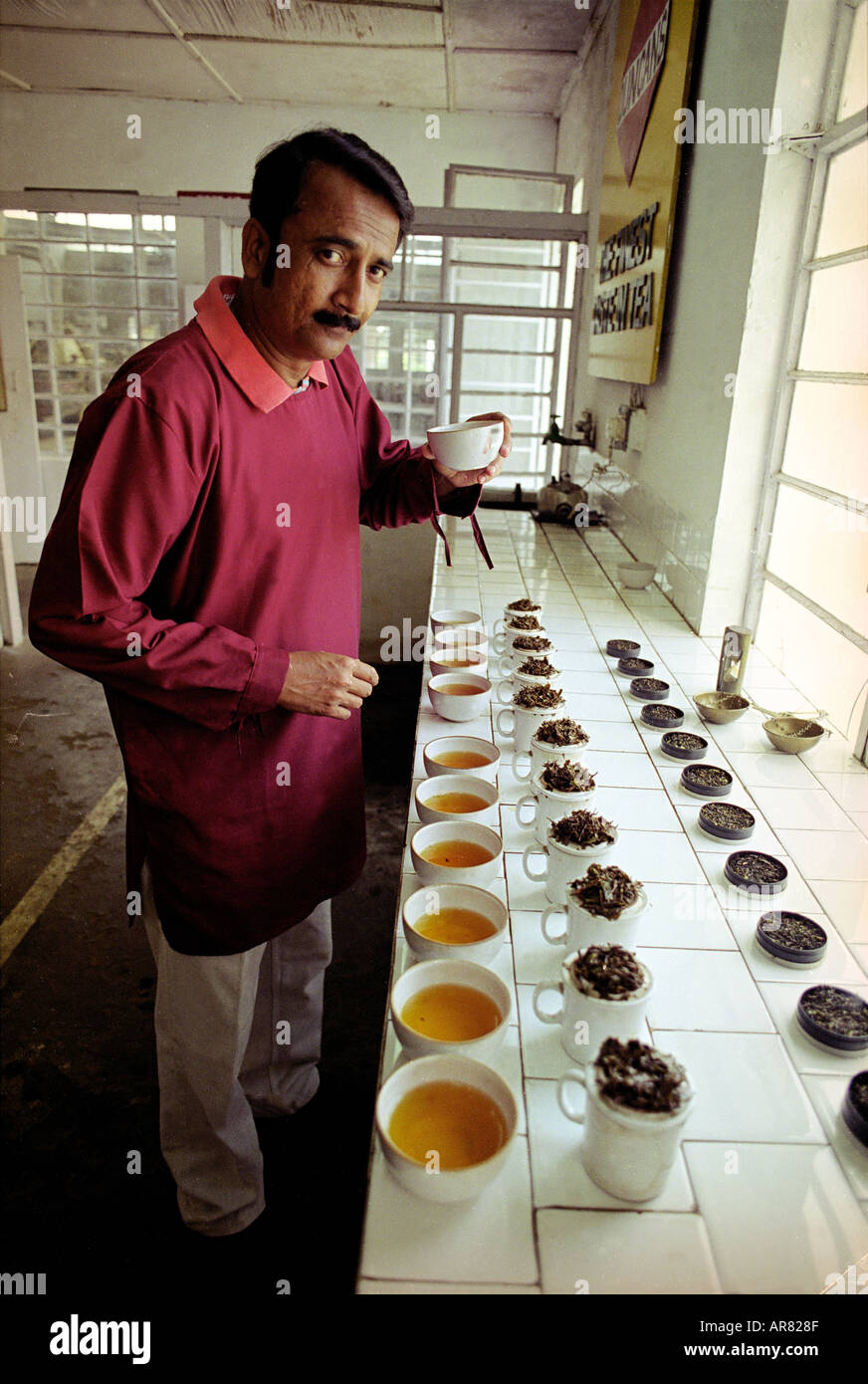 A tea garden manager tasting days production West Bengal India Stock ...