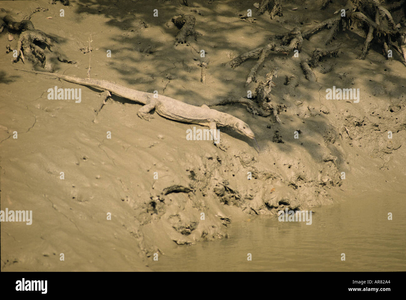 Monitor lizard animal amphibian at Sunderbans wildlife sanctuary ...