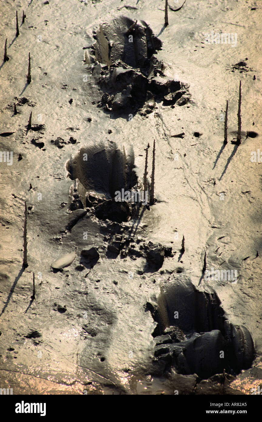 Tiger pugmarks at Sundarbans wildlife sanctuary West Bengal India Stock ...