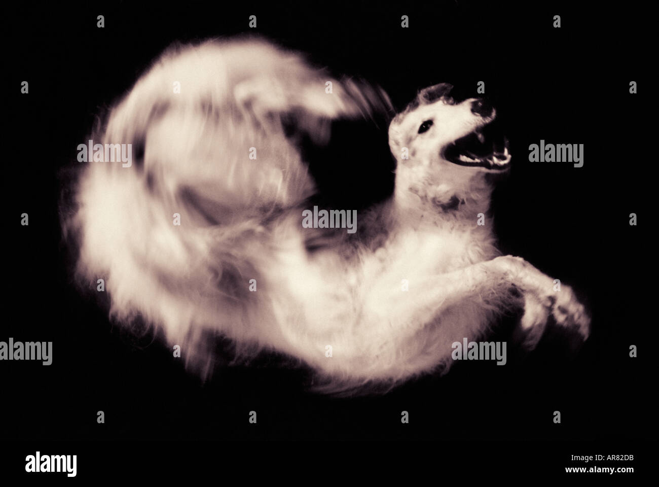 Borzoi dog jumping and twisting Stock Photo - Alamy