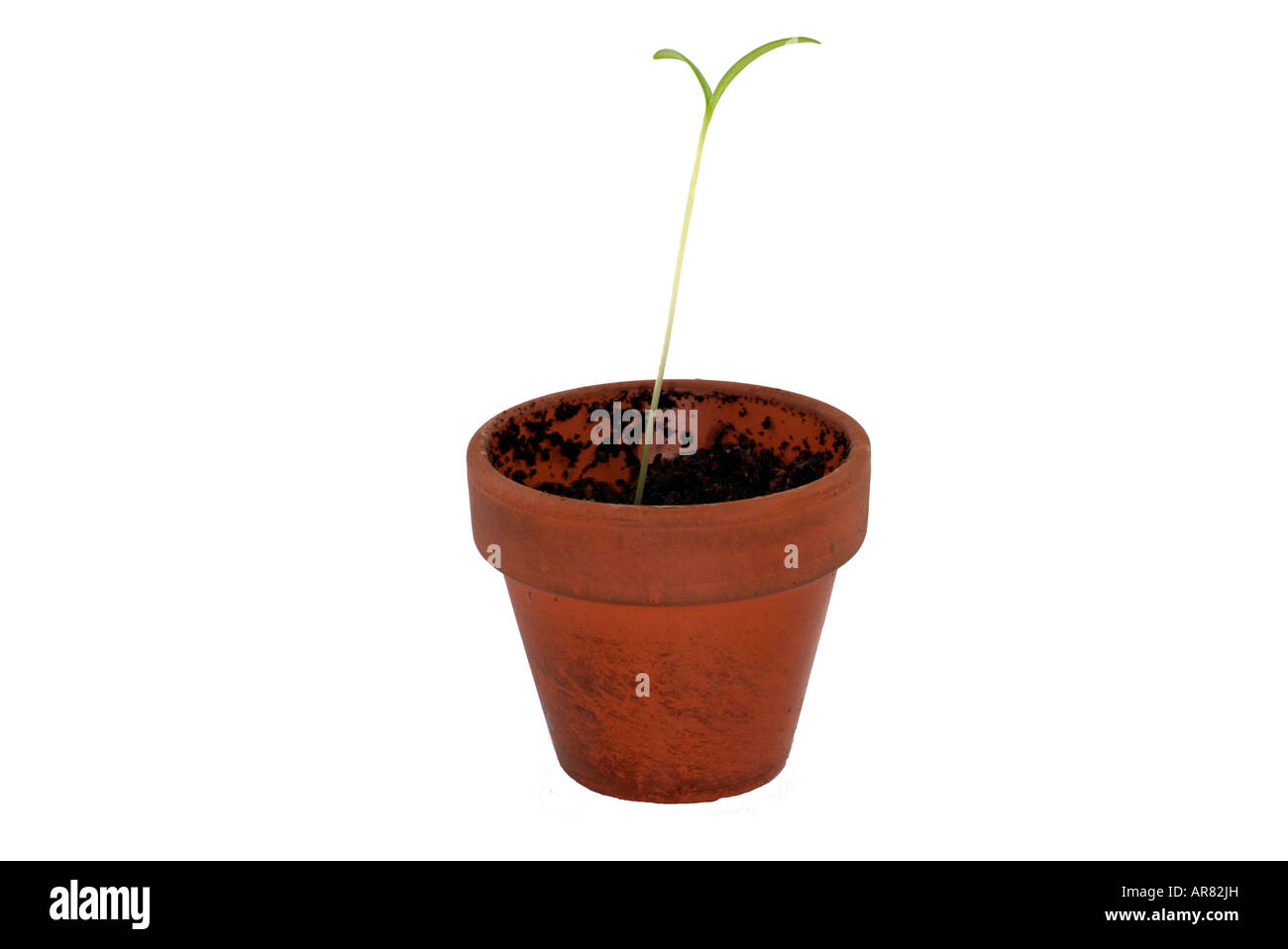 One seedling in a terracotta pot with a white background cutout Stock ...