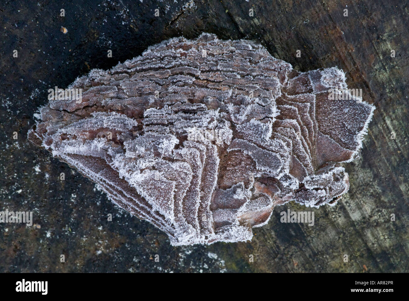 bark piece covered with ice crystals from heavy frost Stock Photo - Alamy