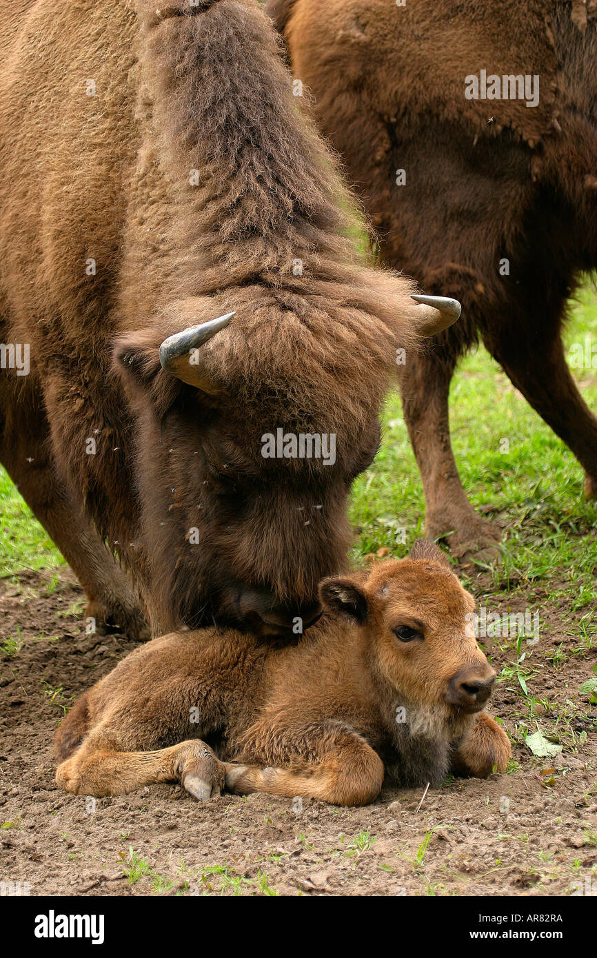 Young female european bison hi-res stock photography and images - Alamy