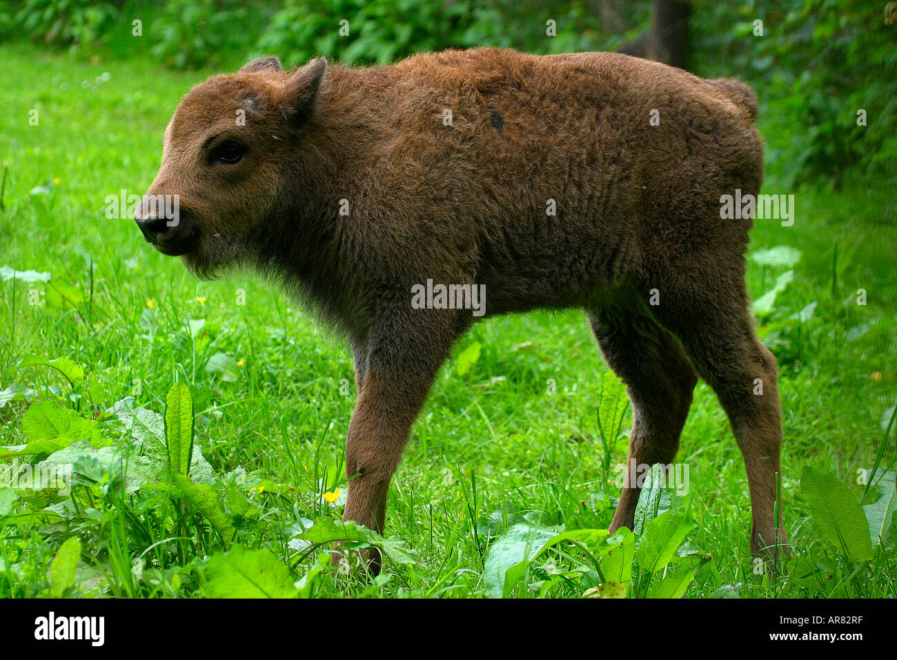 wisent, european bison, bison bonasus Stock Photo - Alamy