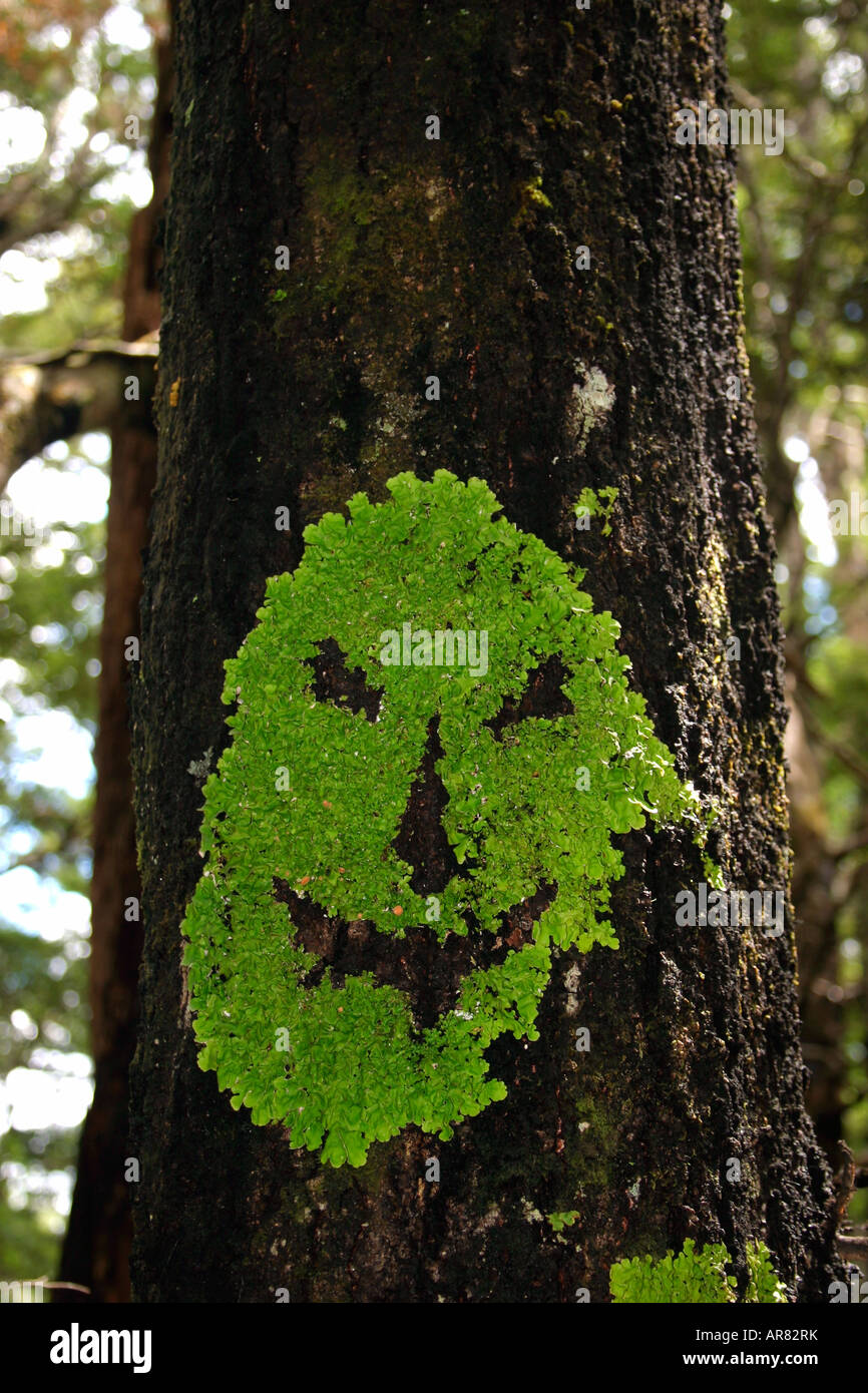 smiling lichen face on a beech tree with black sooty mould fungus ...