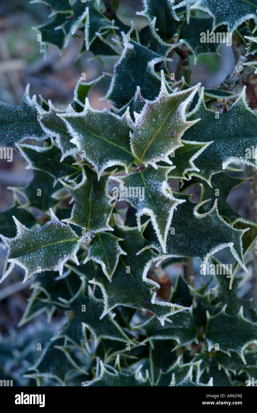 Frosted edge to leaf hi-res stock photography and images - Alamy