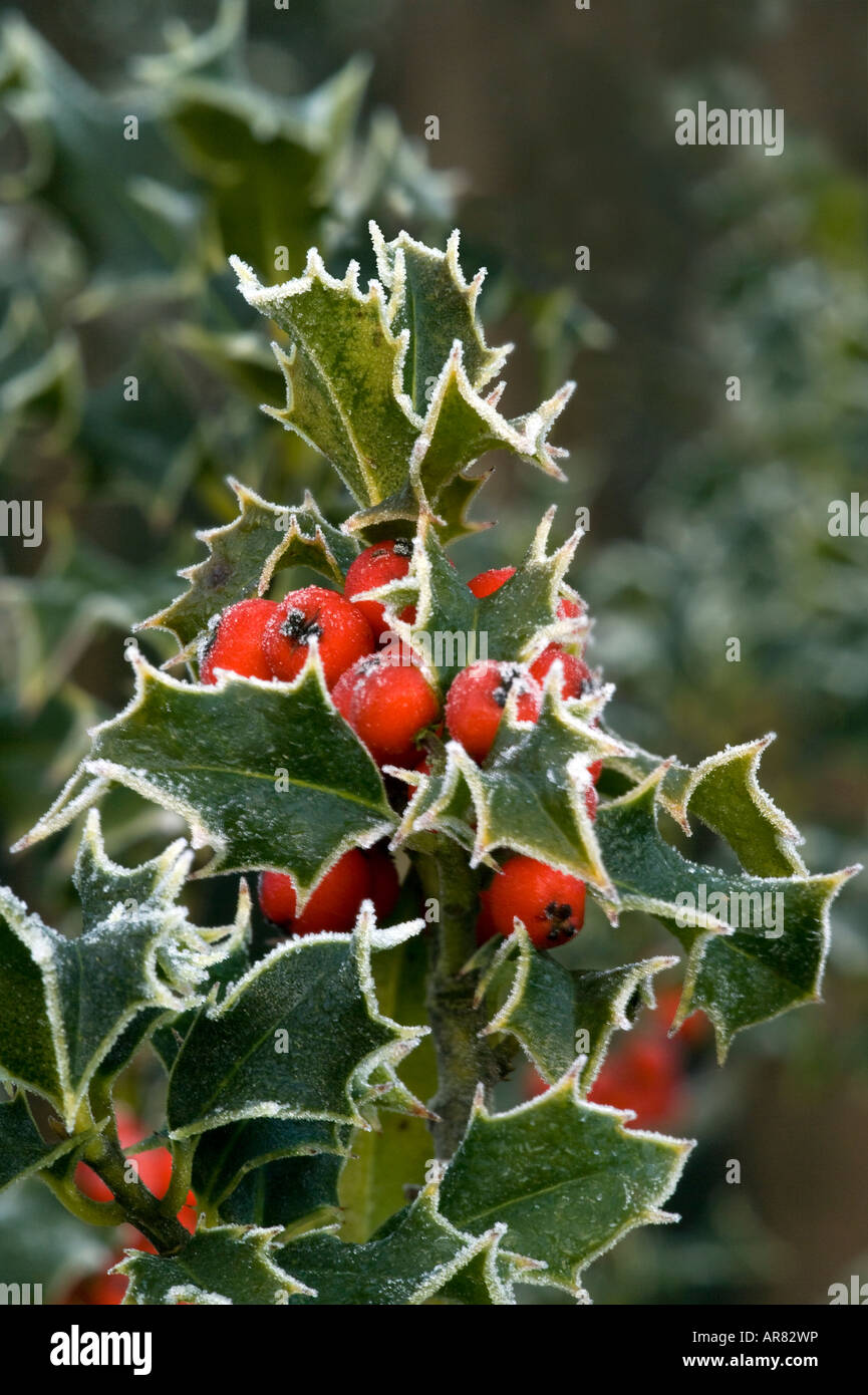 frosted winter holly with red berries Stock Photo - Alamy