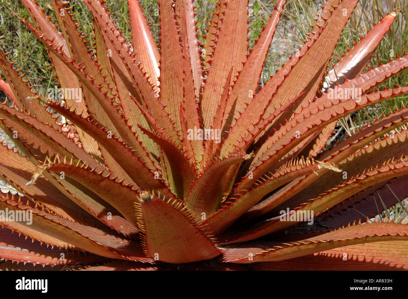 Succulent karoo of south africa tree hi-res stock photography and ...