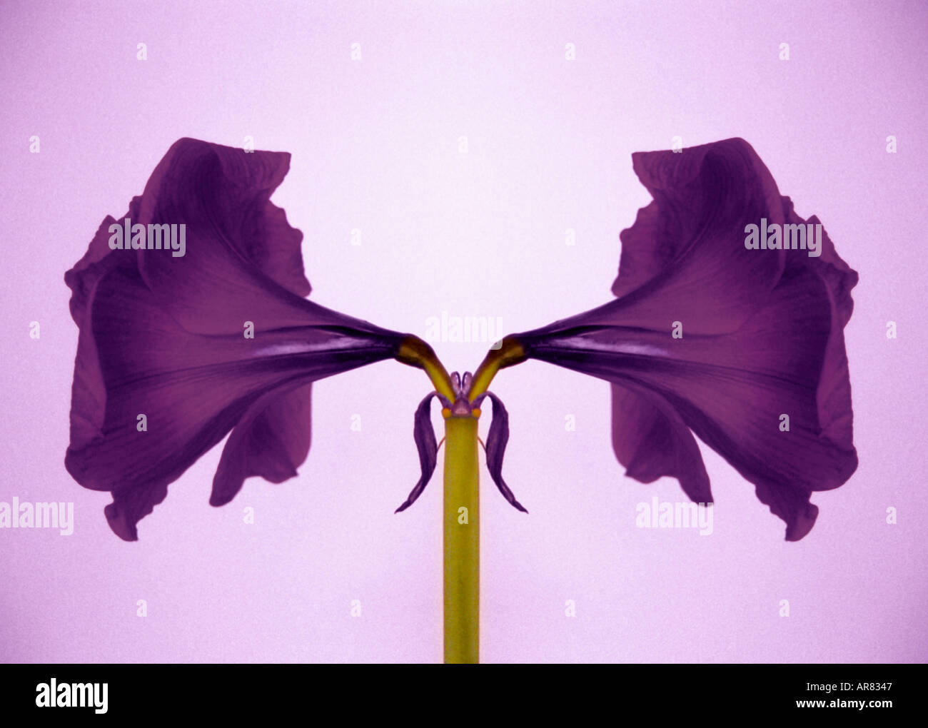 Symmetrical flowers hi-res stock photography and images - Alamy