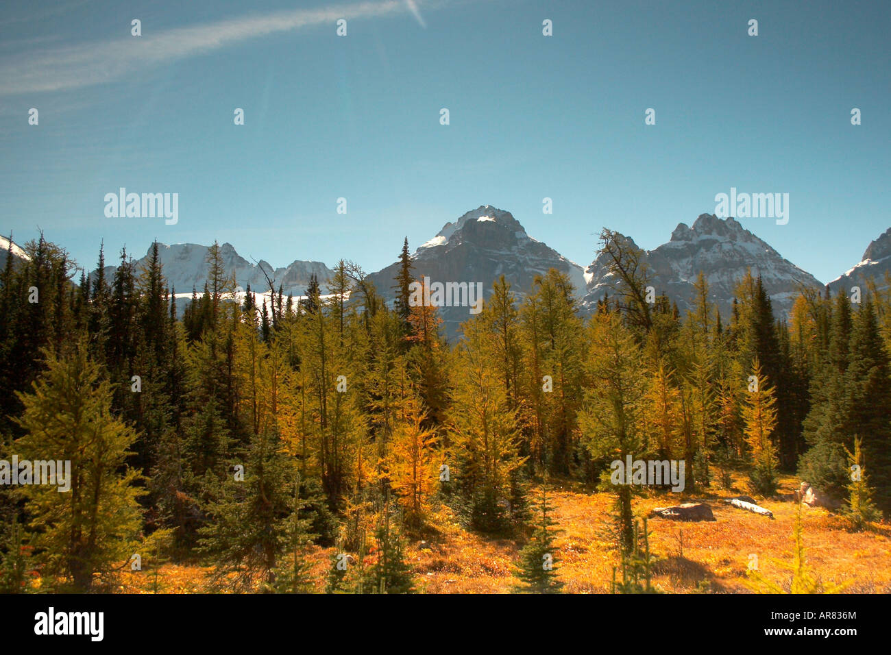 Larch trees turning in the autumn on a trail near Moraine Lake Banff ...
