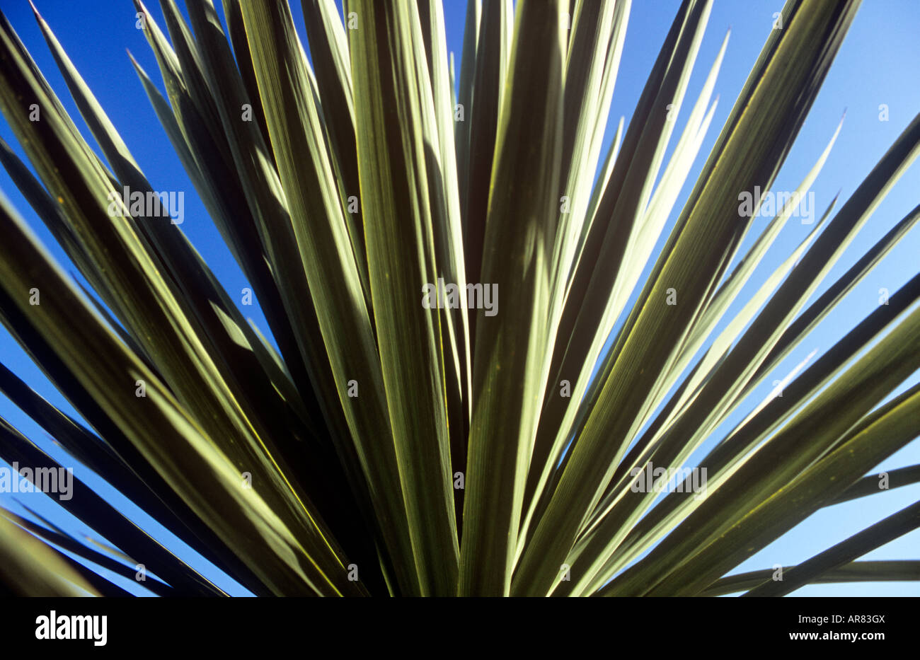 Spiky leaves on a tree Stock Photo - Alamy