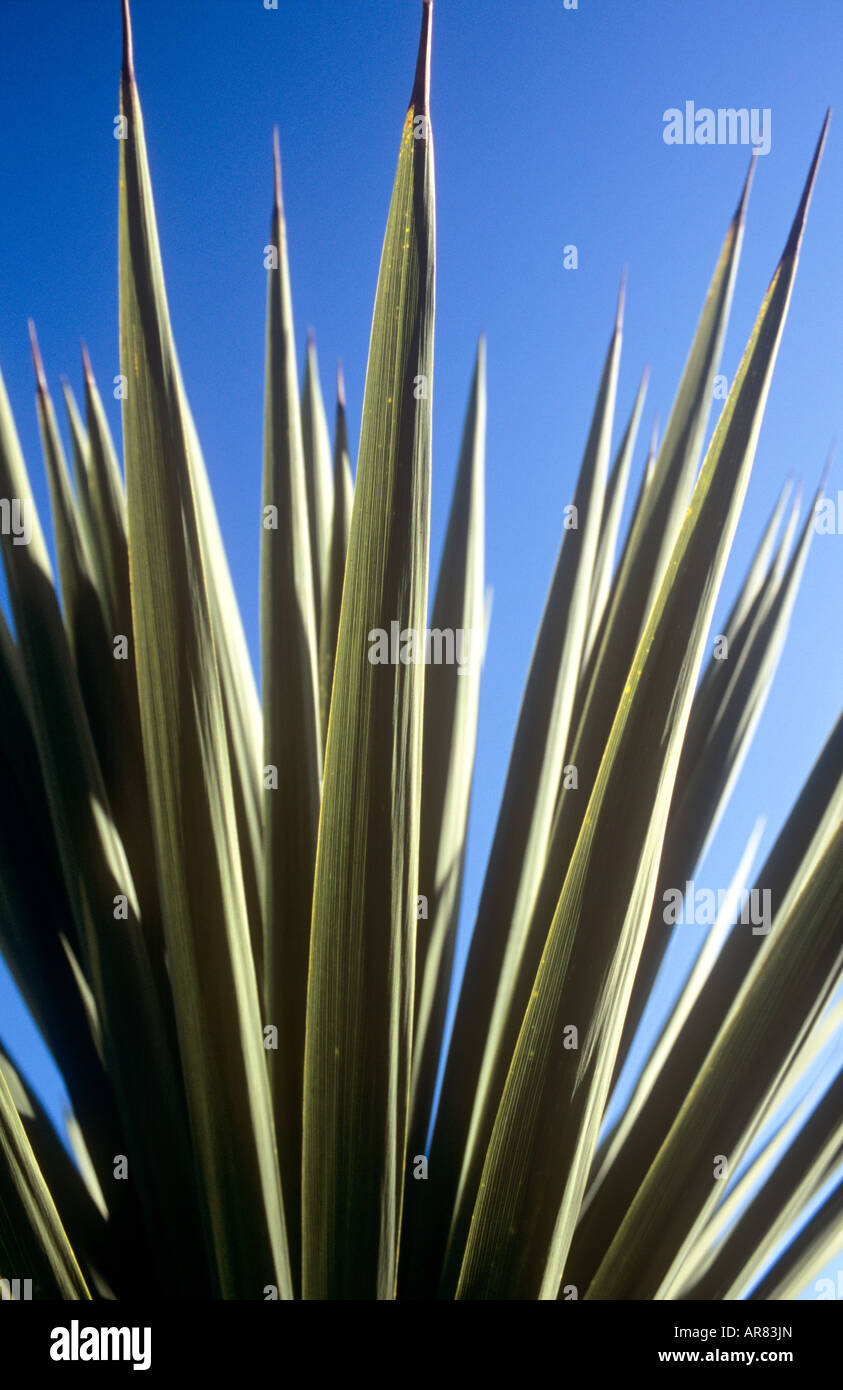 Spiky leaves on a tree Stock Photo - Alamy