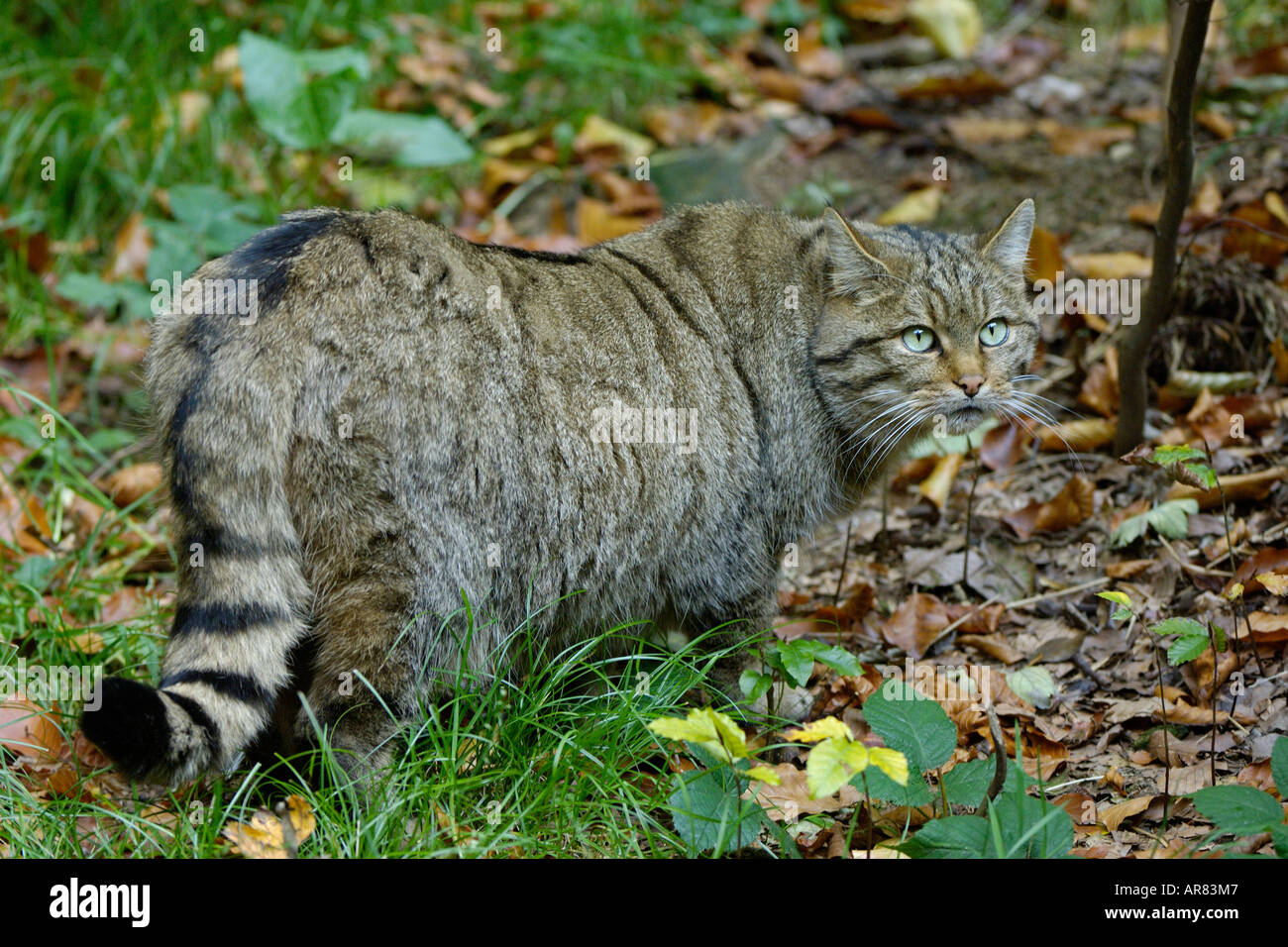 European Wildcat, Wildkatze Bad Mergentheim Deutschland Stock Photo - Alamy