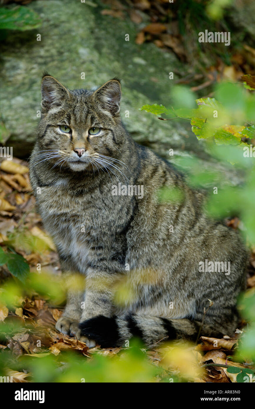Felis Silvestris, Wildkatze, Wildcat, Europe Stock Photo - Alamy