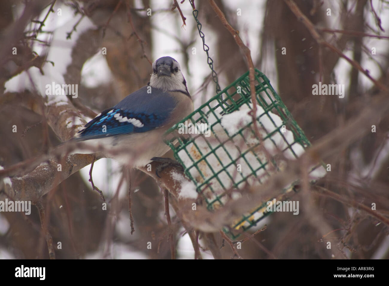 Suet feeder hi-res stock photography and images - Alamy