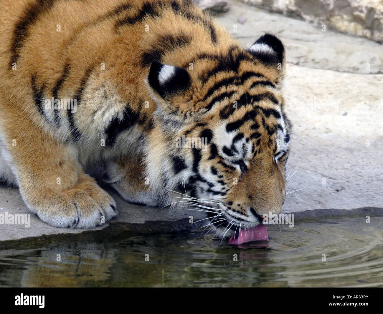Juvenile Amur Tiger (panthera tigris altaica) drinking from a pool ...