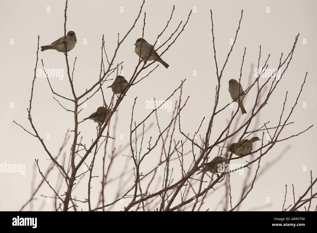 House sparrow flock tree hi-res stock photography and images - Alamy