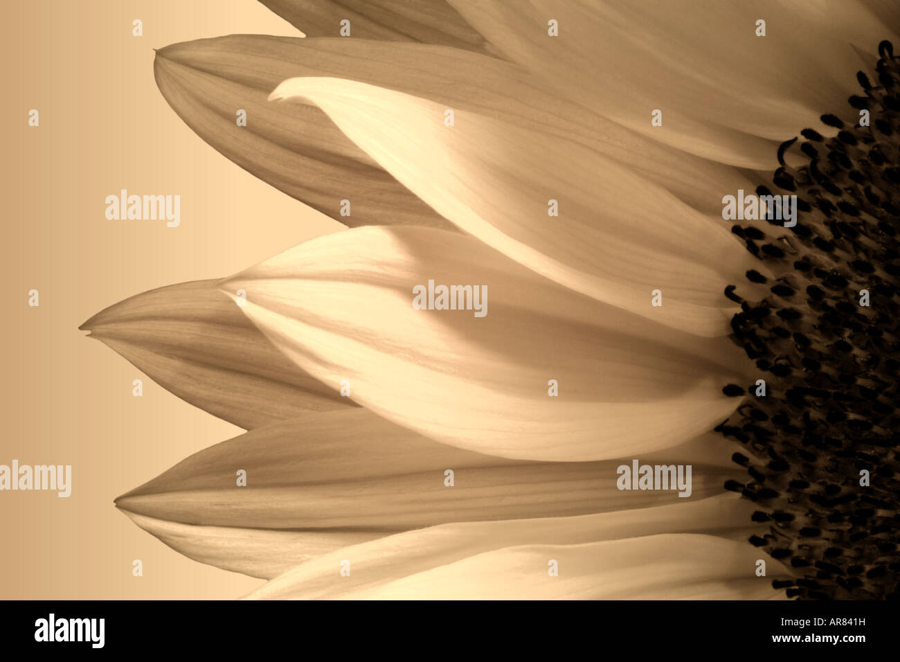 Sepia flower hi-res stock photography and images - Alamy