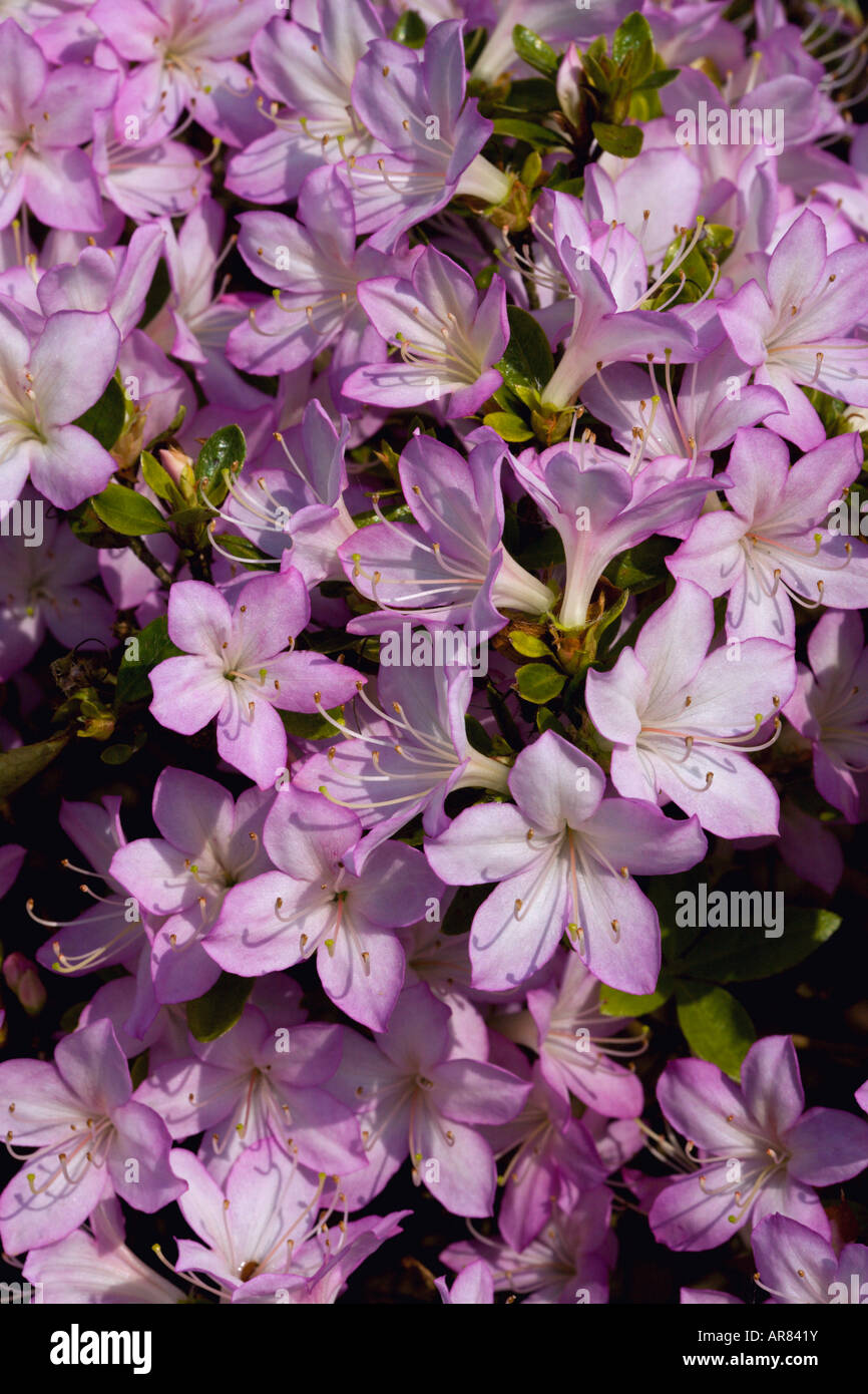 Mauve azalea hi-res stock photography and images - Alamy
