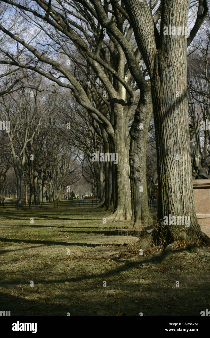 New york trees hi-res stock photography and images - Alamy