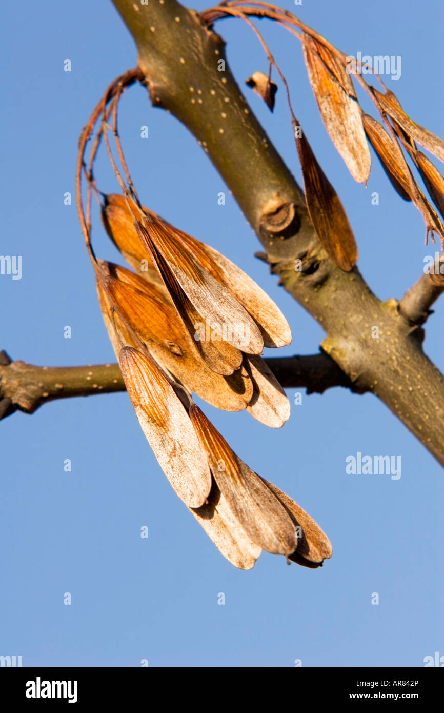 Sycamore seed pod hi-res stock photography and images - Alamy