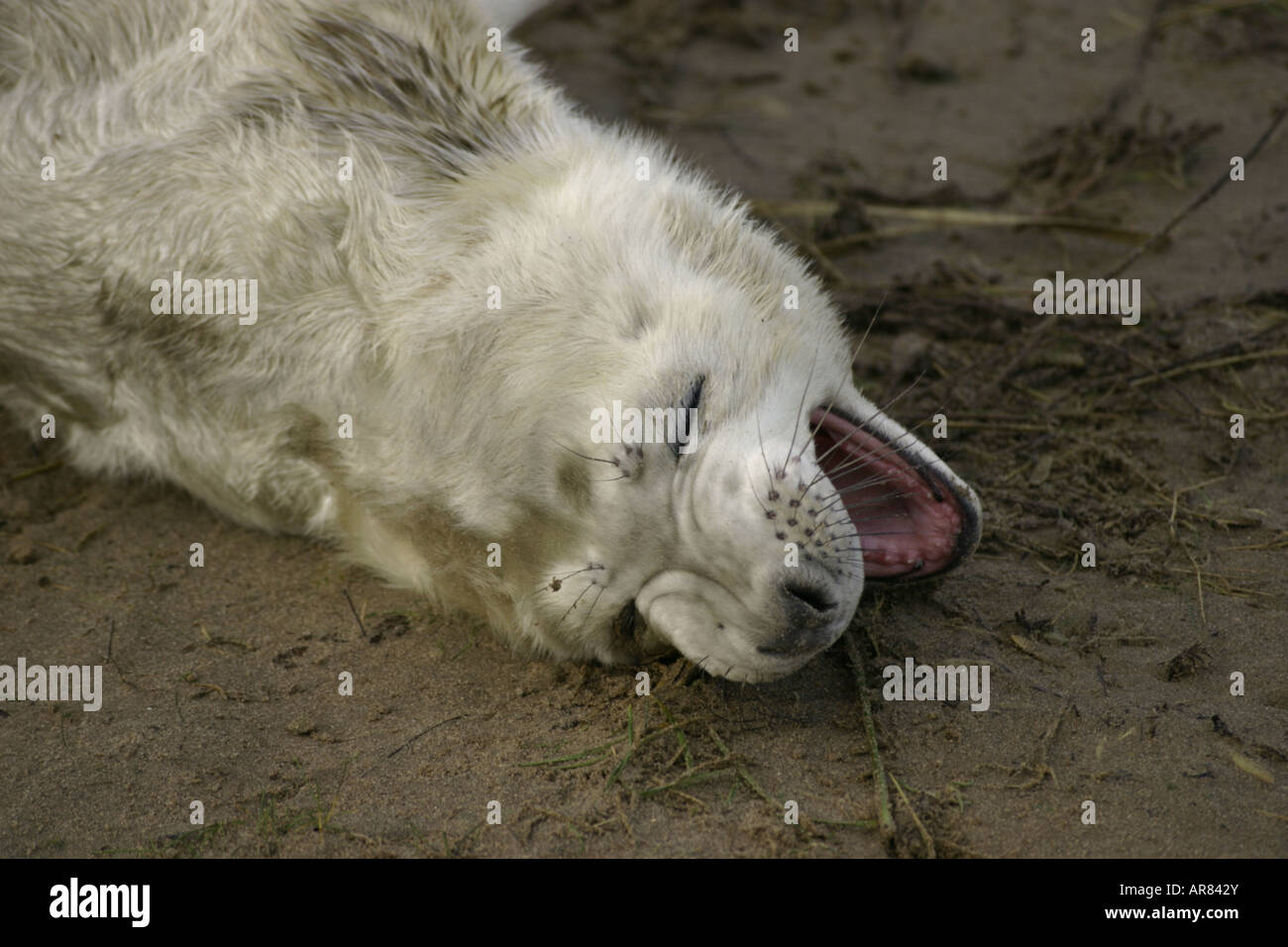 Cry sand hi-res stock photography and images - Alamy