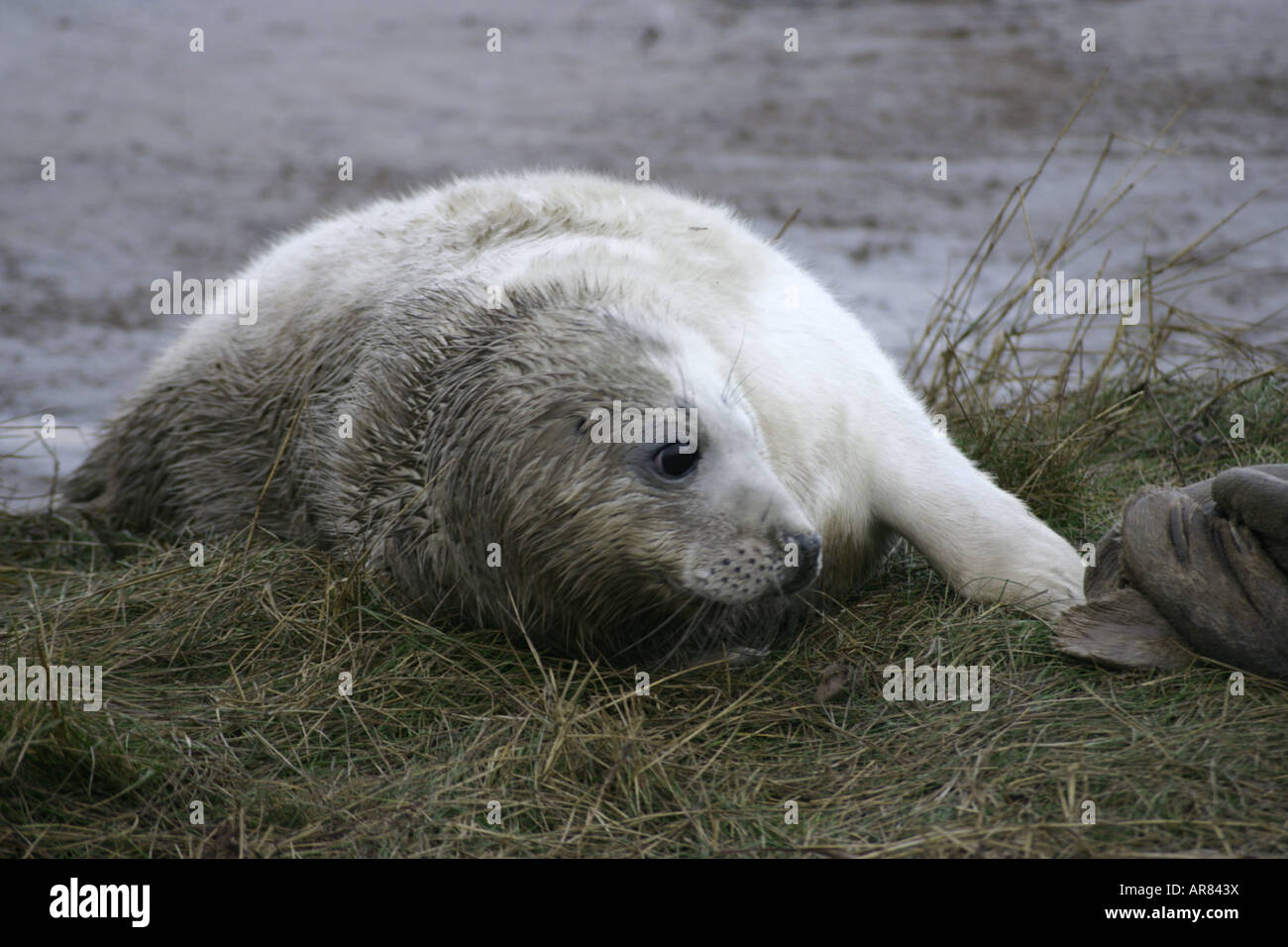 A Hungry Seal at Donna nook Stock Photo - Alamy